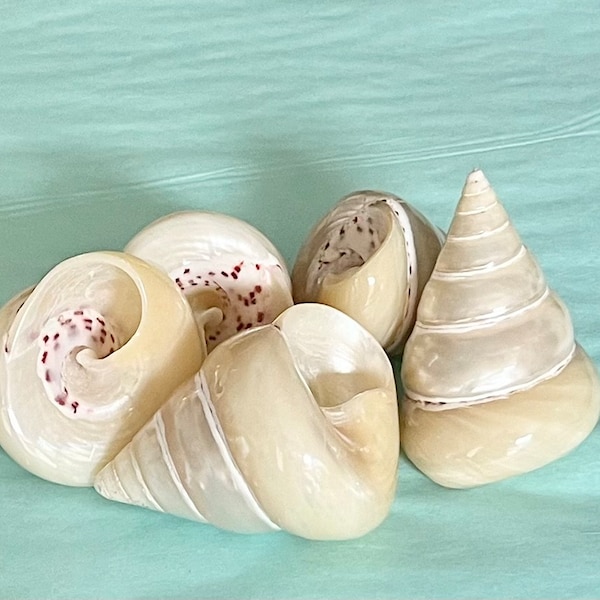 Trochus Shell - Etsy