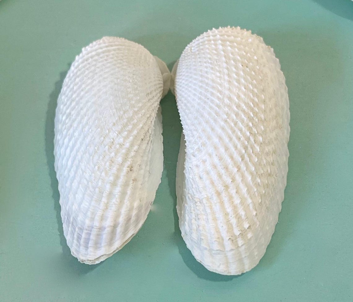 ANGEL WING SHELLS - Choose a Pair or Single Piece 3"-4" Real Shells ...