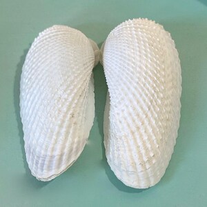 ANGEL WING SHELLS - Choose a Pair or Single Piece 3"-4" Real Shells ...