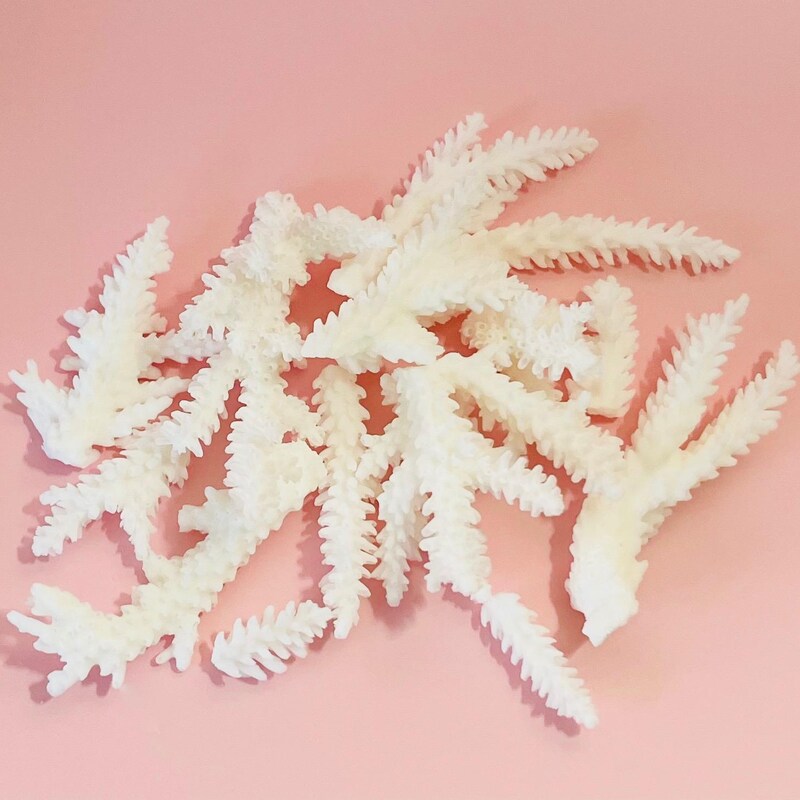 SeashellCollection - Etsy