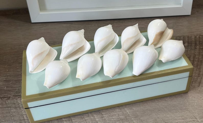 Shells - 10 Real White Shells - 2"-2.5" Strombus Canarius - Beach ...
