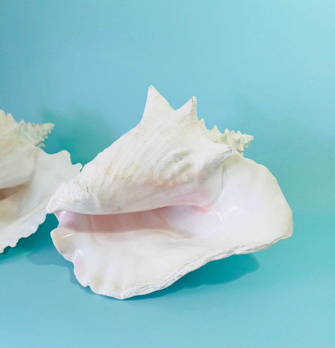 Bahama Pink Conch Seashell 9.5"-10"free Shipping-beach Decor Coastal ...