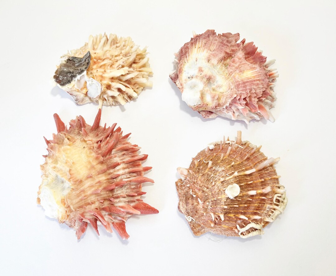 Real Spondylus Shell – Coastal Decor, Beach Wedding, Choose Your Shell ...