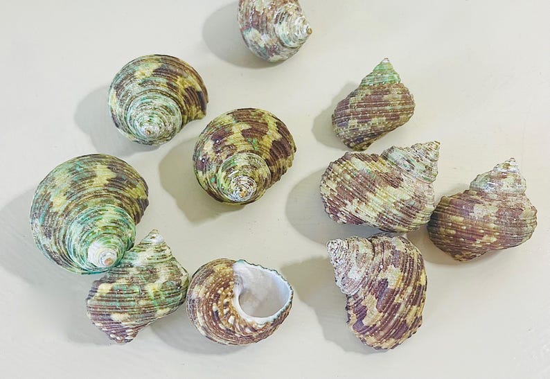 10 Hermit Crab Shells Green Turbo Shells Medium Size (1.5"-2" Shells ...