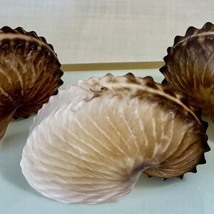 Real Paper Nautilus Shells - Sold Individually 3"+ Also Tiny Ones 1.5 ...
