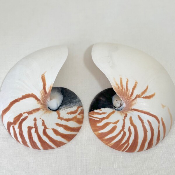 Chambered Nautilus - Etsy