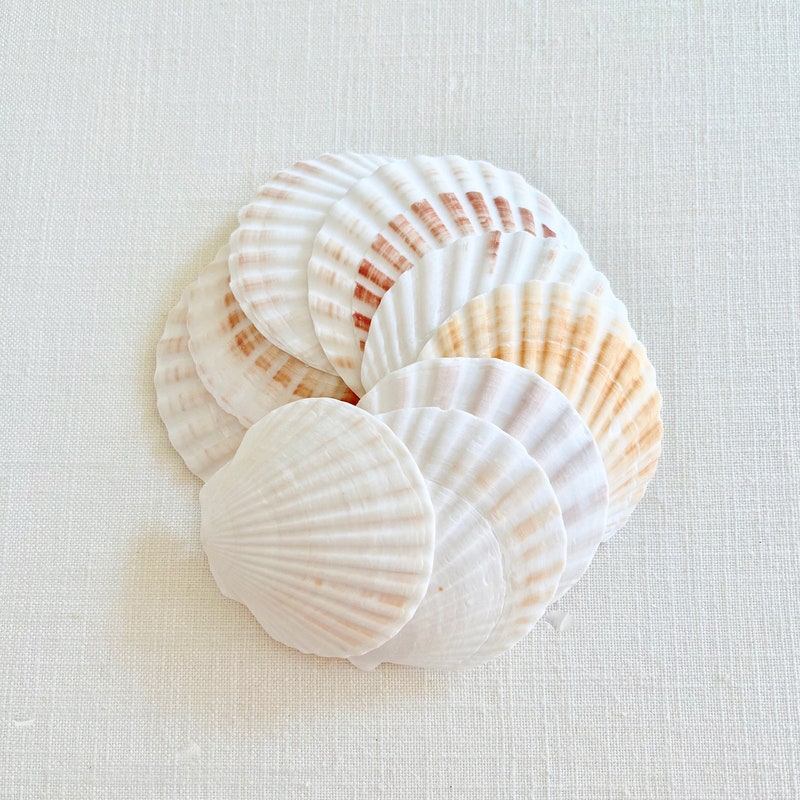 Craft Shells - Etsy