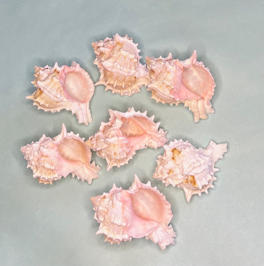 Large Pink Murex Shell - Sold Individually - 4"+ Beach Decor/air Plant ...