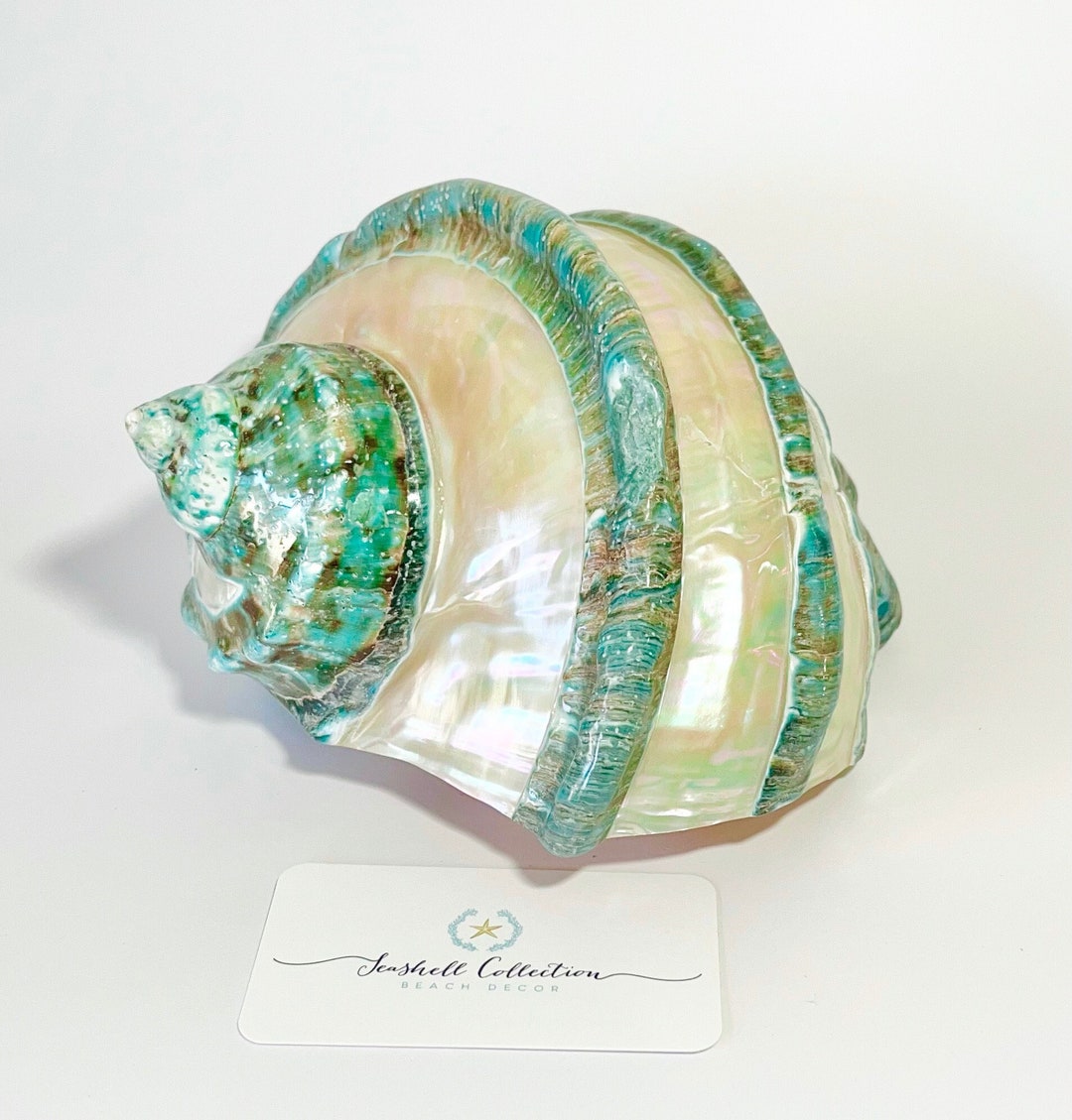 Seashell Turbo Marmoratus Banded 7 Natural Coastal Nautical Shells Sea ...