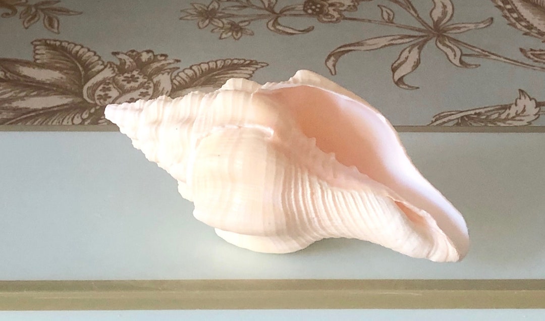 Large Seashell - Chank Shell - 7"-8" - Beach Decor Coastal Sea Shells ...