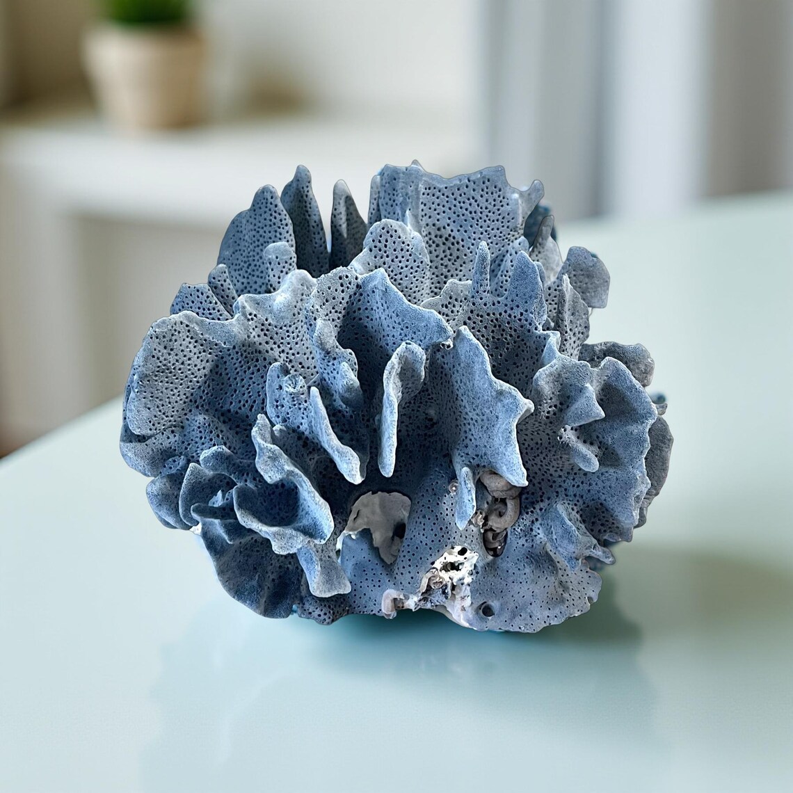 Natural Blue Coral - 6.5"w X 5.5"d X 4"h Real Genuine Coral Coastal ...