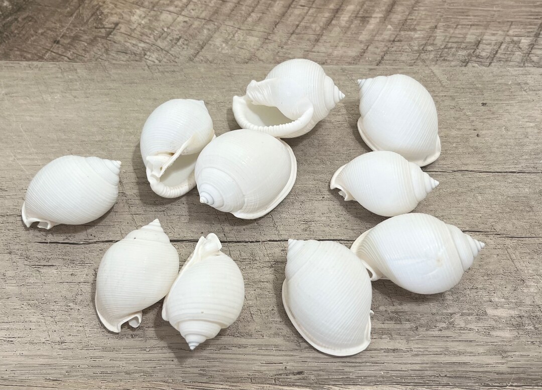 Shells - White Bonnet Shells - Set of Ten 1.5" - 2"- Beach Home Decor ...