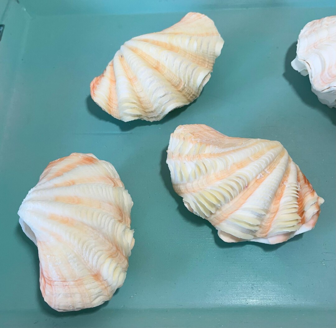 Seashell - 1 Double Ruffled Tridacna Squamosa Shell - 3"-4" Beach Decor ...