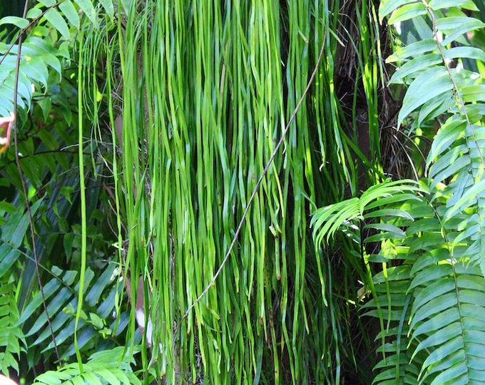 Shoestring Fern (vittaria Lineata) Small - Etsy