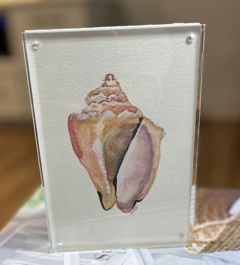 Conch Shell Hand Painted Watercolor - Original Ocean Marine Art ...