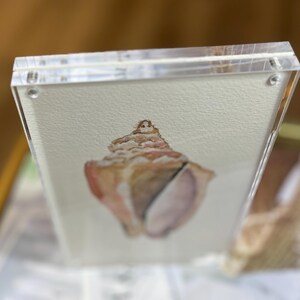 Conch Shell Hand Painted Watercolor - Original Ocean Marine Art ...