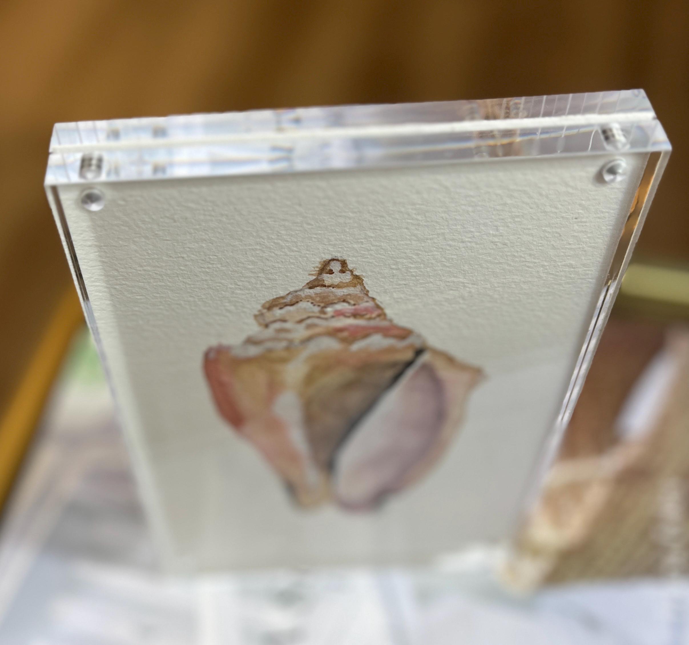 Conch Shell Hand Painted Watercolor - Original Ocean Marine Art ...