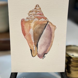Conch Shell Hand Painted Watercolor - Original Ocean Marine Art ...