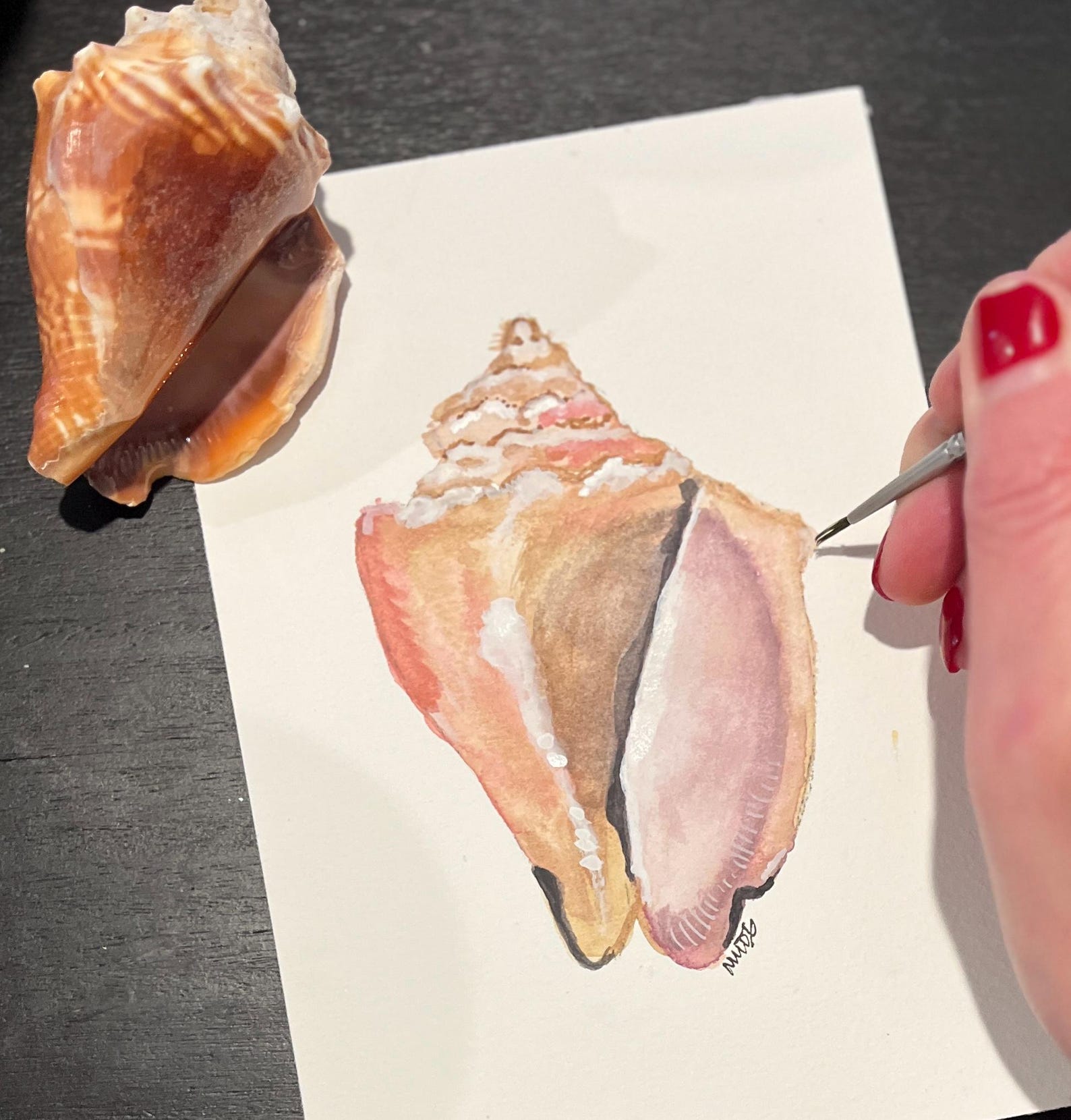 Conch Shell Hand Painted Watercolor - Original Ocean Marine Art ...