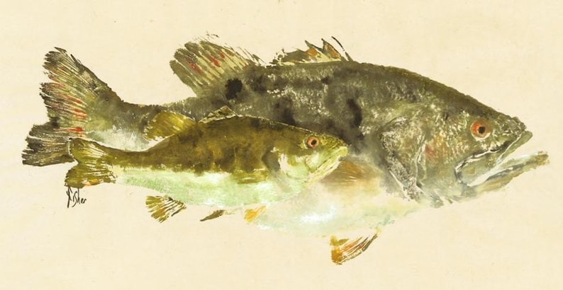 Largemouth Bass - "side Kick" - Gyotaku Fish Rubbing - Limited Edition ...
