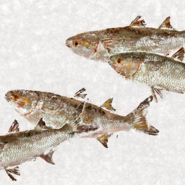 Mullet Art Print - Etsy