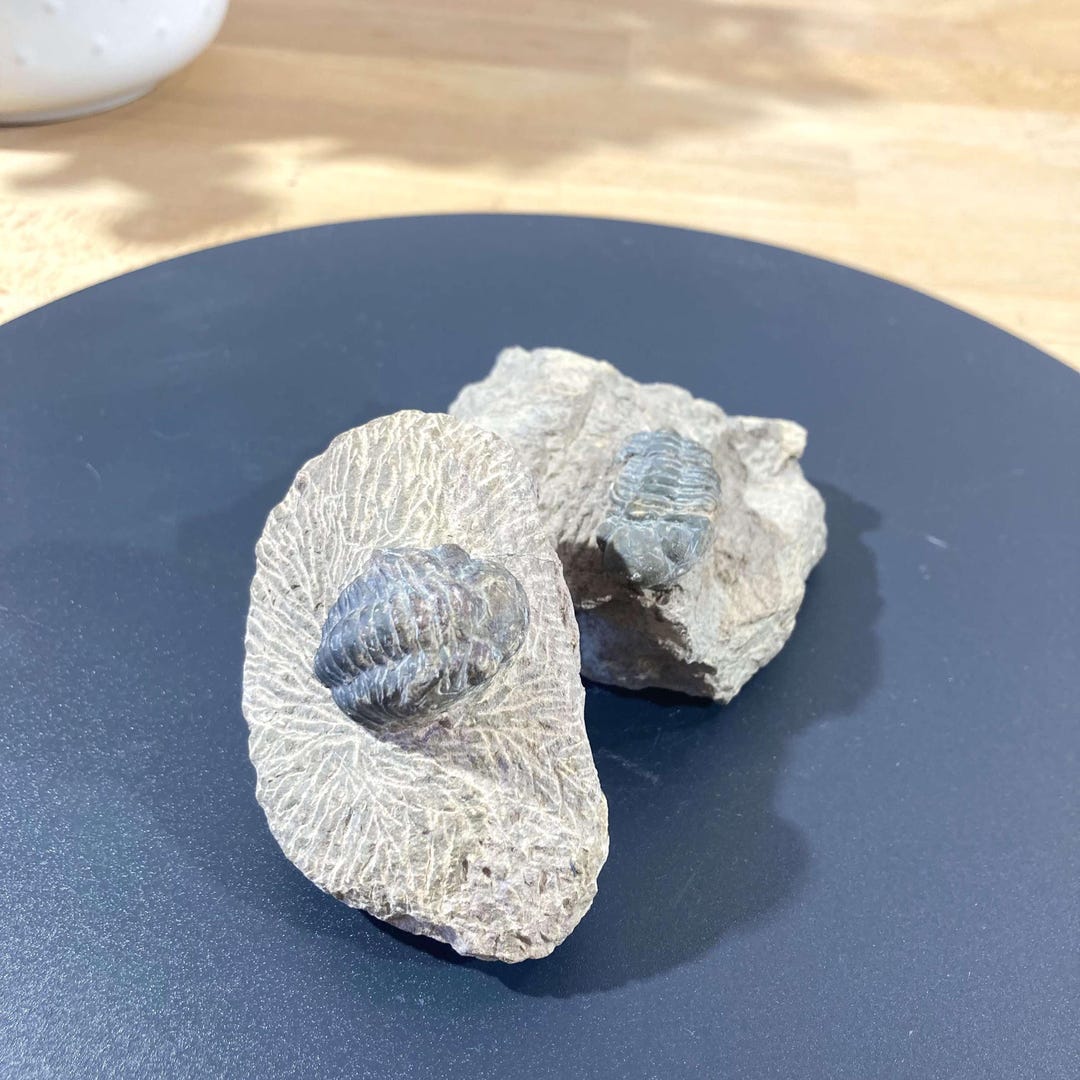 Lot of Two Trilobite Fossils in Relief Unique Natural Pieces - Etsy