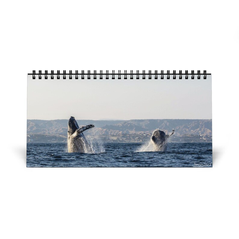 Miss. Whale 2025 / Calendar - Etsy