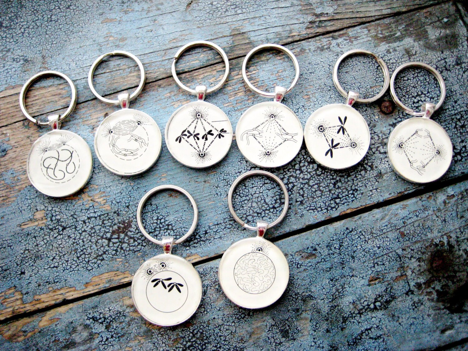 Early Prophase 1 Mitosis Cell Cycle Silver Keychain/pendant - Etsy