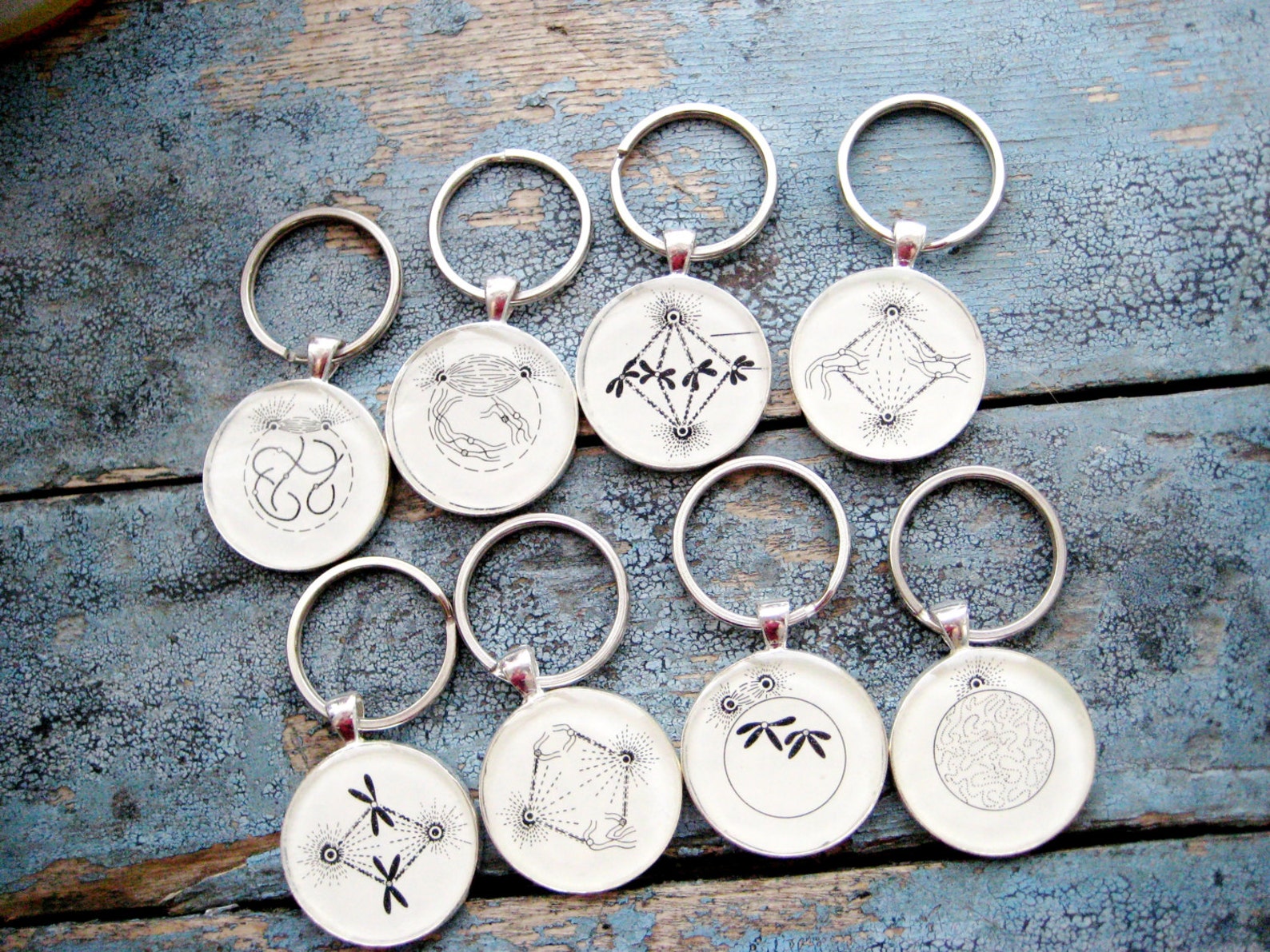 Early Prophase 1 Mitosis Cell Cycle Silver Keychain/pendant - Etsy
