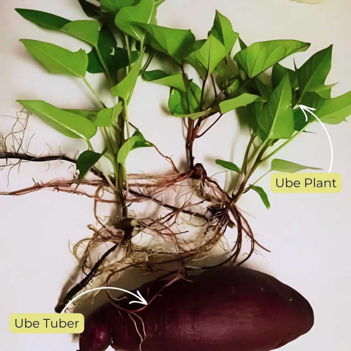 Ube Plant Tuber for Growing – Fresh Purple Yam Starter | Grow Your Own ...