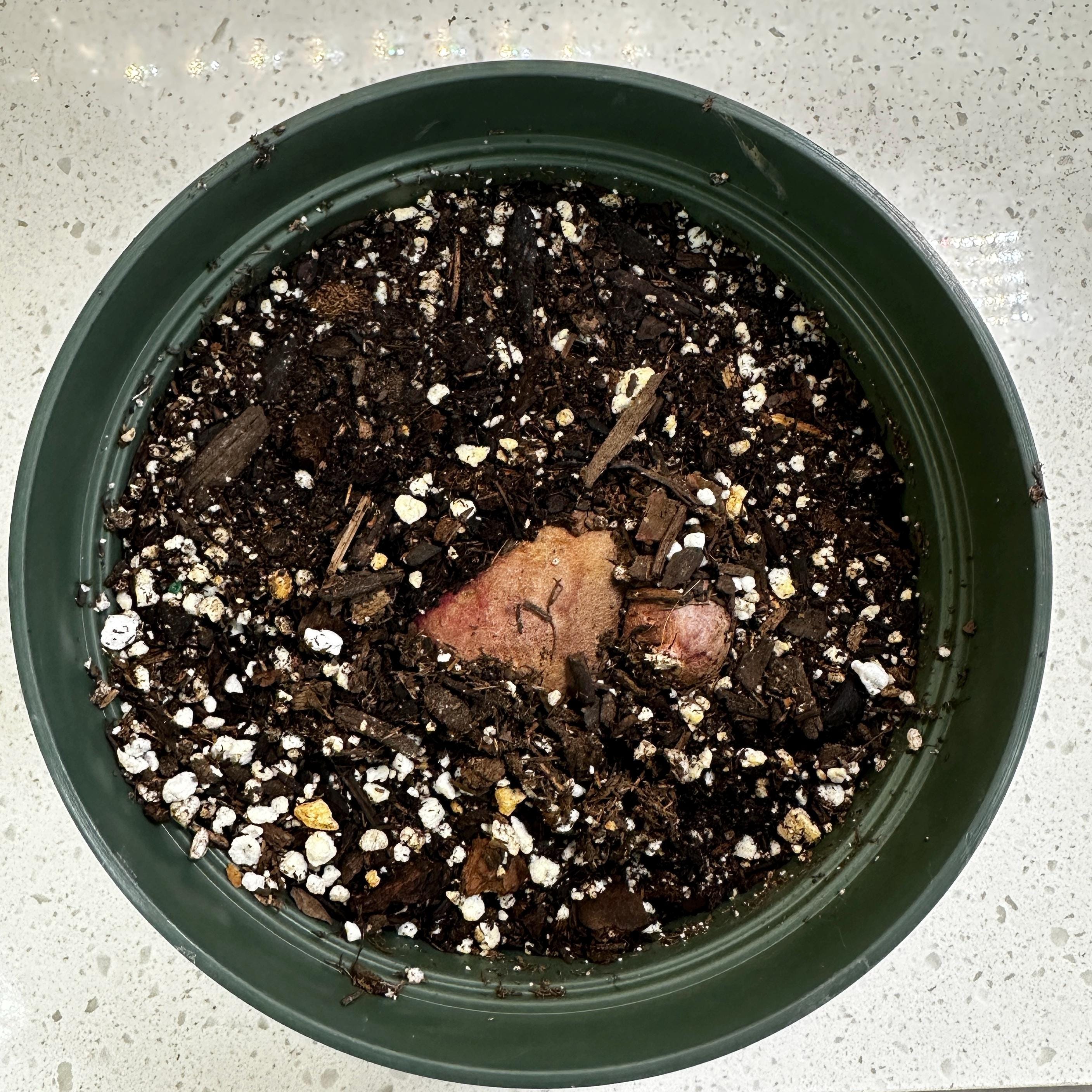 Ube Plant Tuber for Growing – Fresh Purple Yam Starter | Grow Your Own ...