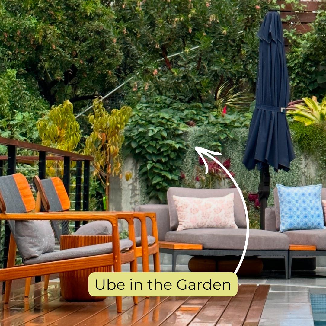 Ube Plant Tuber for Growing – Fresh Purple Yam Starter | Grow Your Own ...