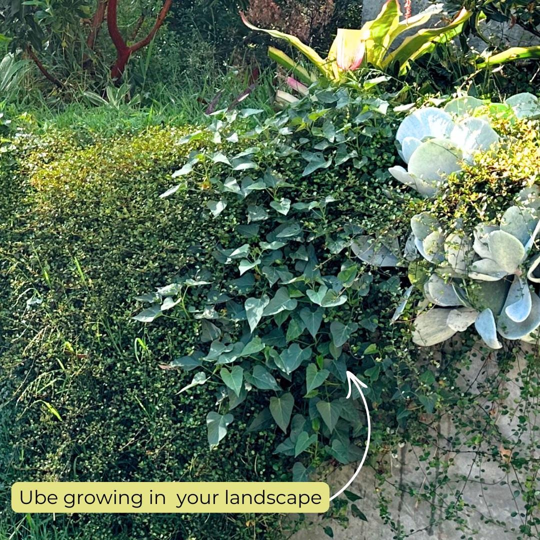 Ube Plant Tuber for Growing – Fresh Purple Yam Starter | Grow Your Own ...