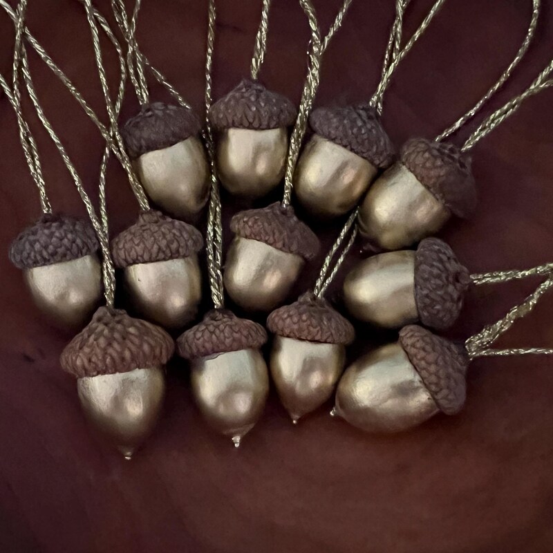 Real Acorn - Etsy