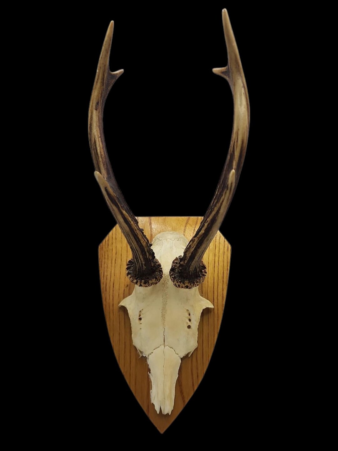 Vintage Stag Antlers Witg Skull Mounted on A Wood Plaque Taxidermy - Etsy