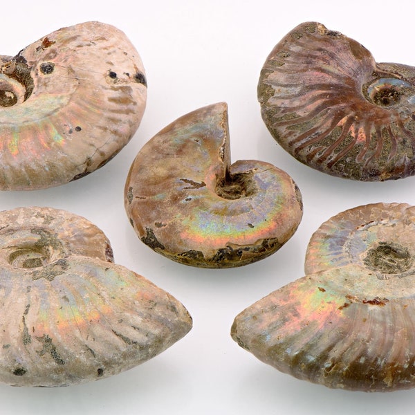 Ammonite - Etsy