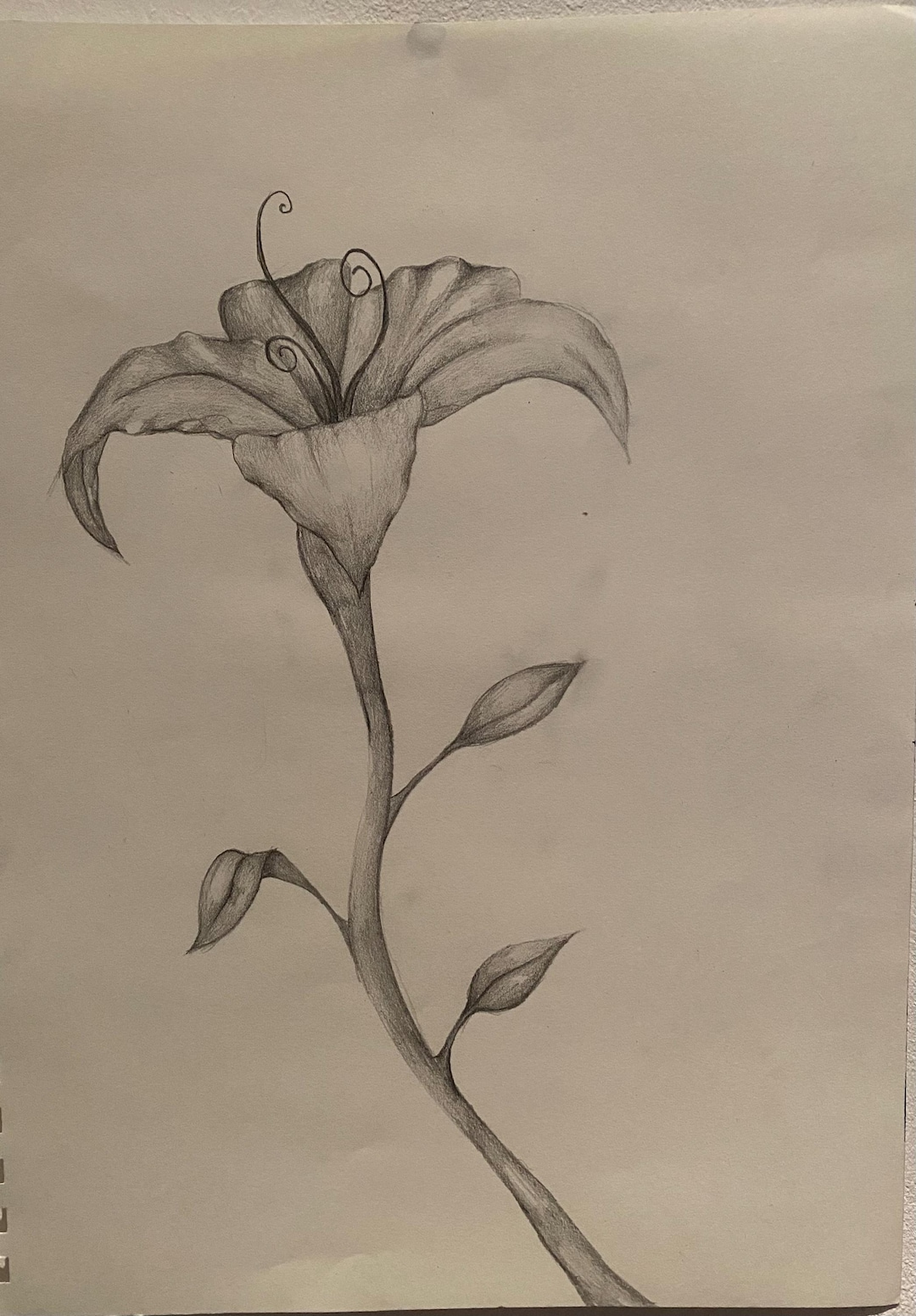 Lily Flower Drawing Etsy