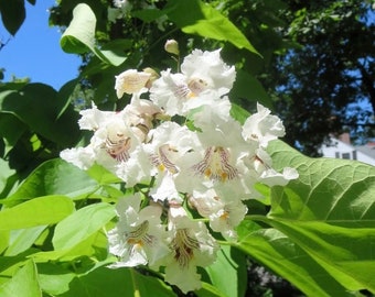 3-4 Year Old Northern Catalpa Tree - Etsy