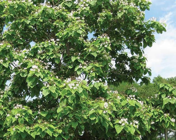 3-4 Year Old Northern Catalpa Tree - Etsy