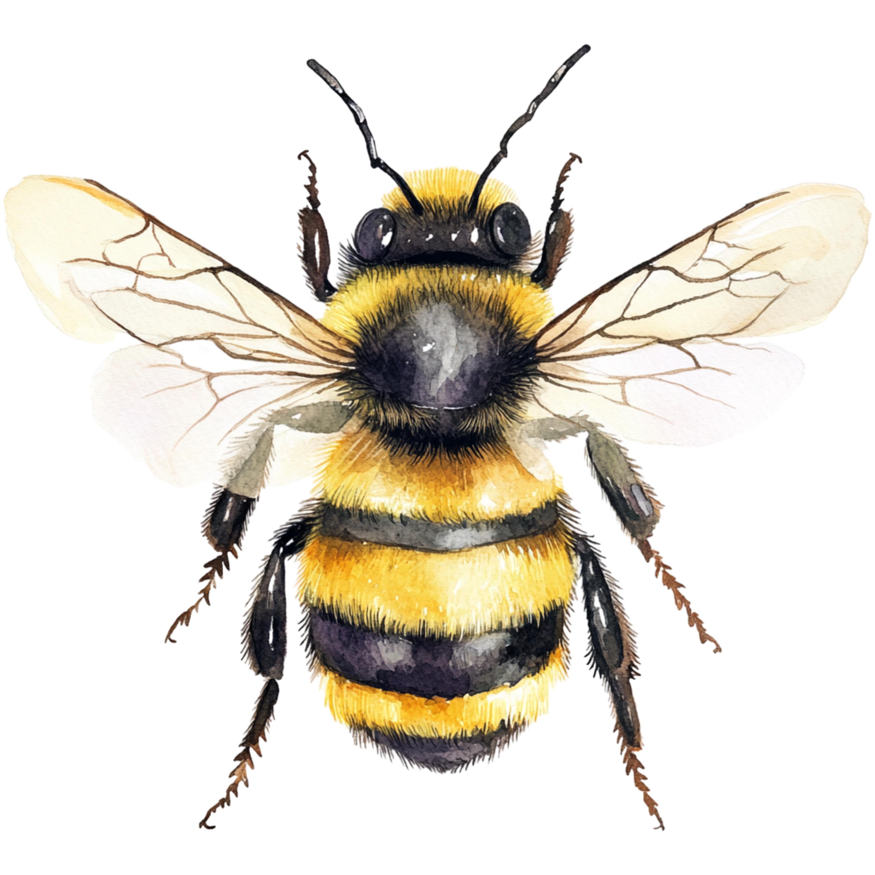 13 Bee Clipart Watercolor Bees Clip Art Insect High Quality Pngs ...