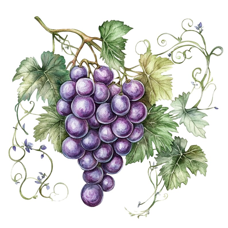 11 Bunch of Grapes Clipart Bundle of Grapes Folk Art Clip Art Fruit ...