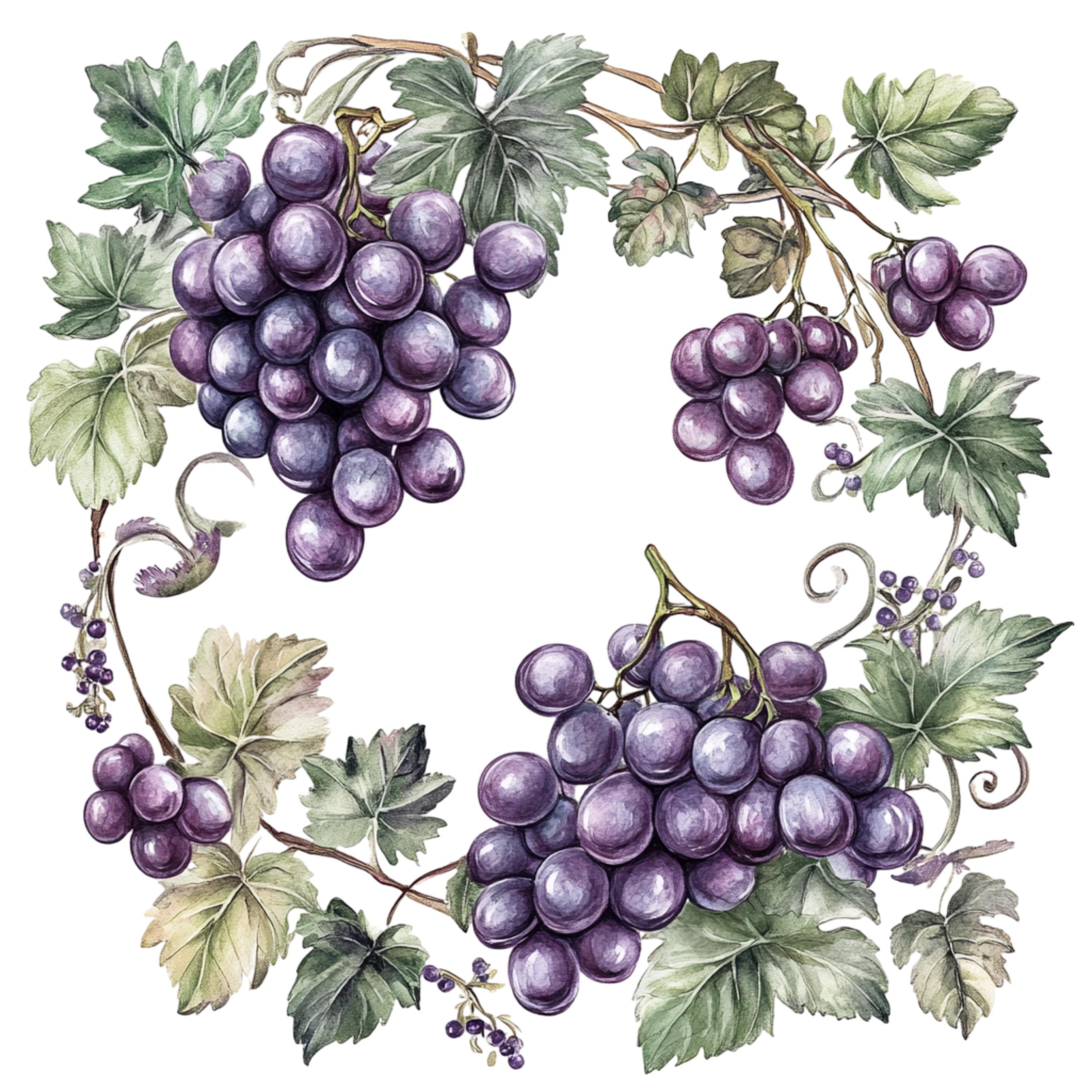 11 Bunch of Grapes Clipart Bundle of Grapes Folk Art Clip Art Fruit ...