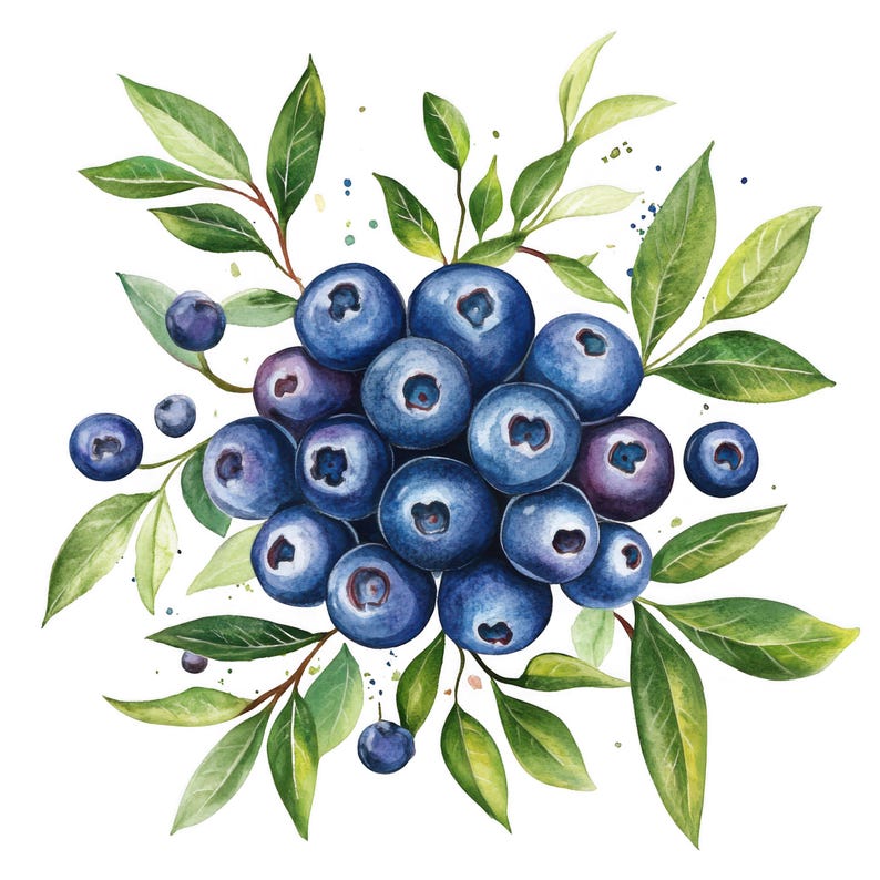 13 Watercolor Blueberry Clipart Blueberries Scandinavian Folk Art Clip ...