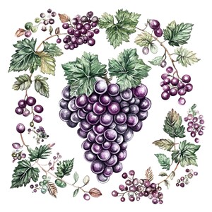 11 Bunch of Grapes Clipart Bundle of Grapes Folk Art Clip Art Fruit ...