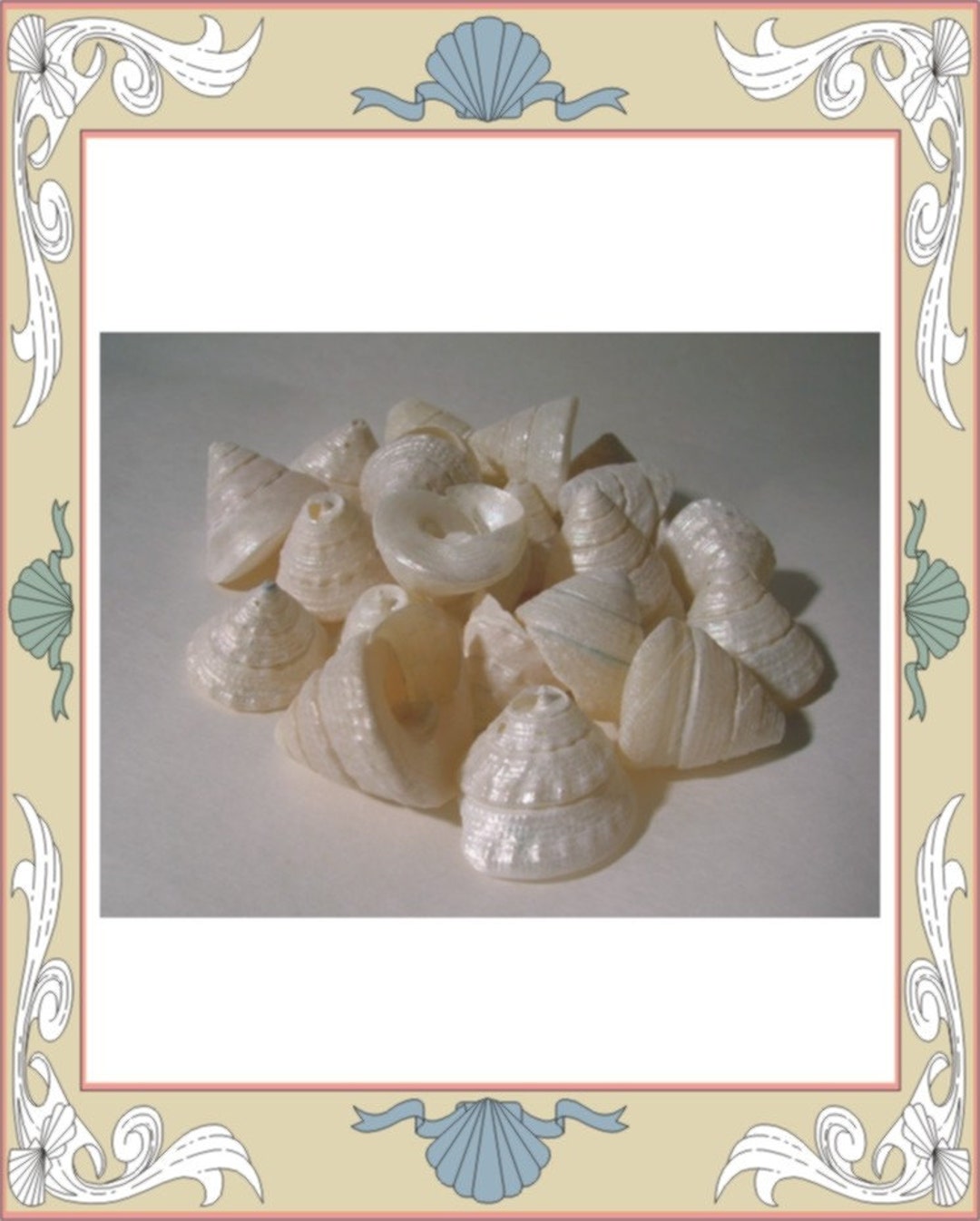 Shells - TROCHAS - 25 Pearlized up to 1 Inch for Crafting and Beach ...