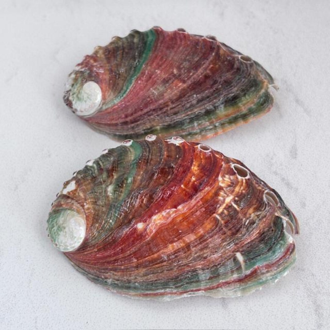 Abalone Seashell: Kamstcha -teal and Burnt Orange - Etsy