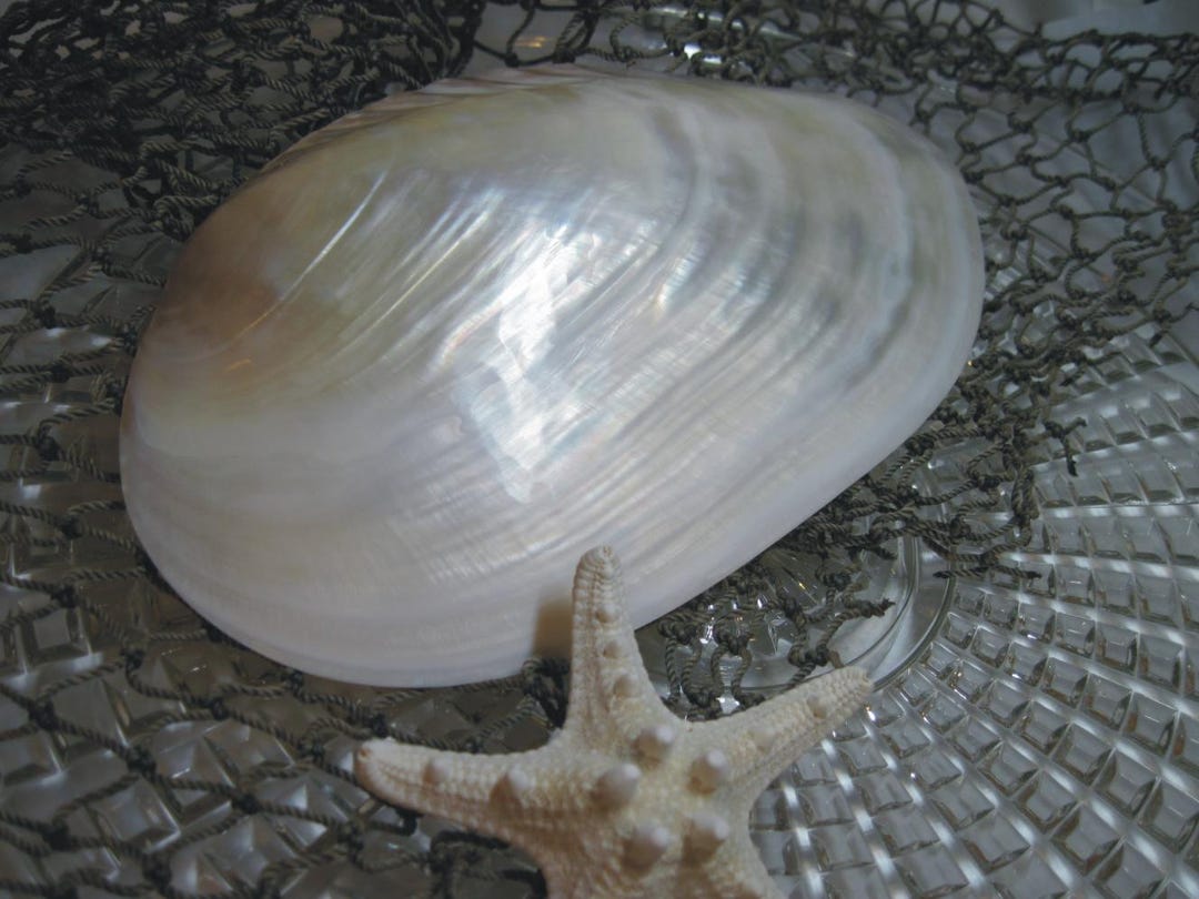 Shell - River Clam Shell - Large River Clam Shell - Approx 7-7.5 Inch ...