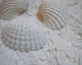 Ribbed White Ark Shells, 3/4 1 1/4 Cup - Etsy