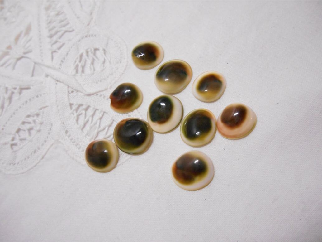 Cat's Eye Shells 10 Green and brown | Etsy