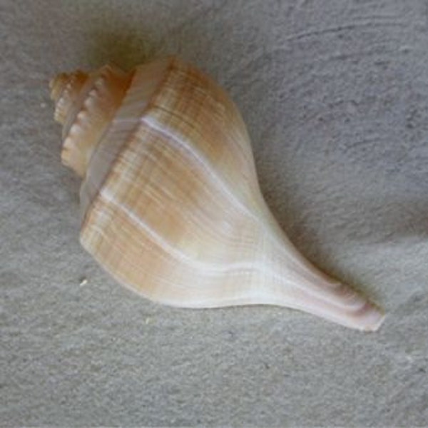 Whelk Sea Shell - Etsy